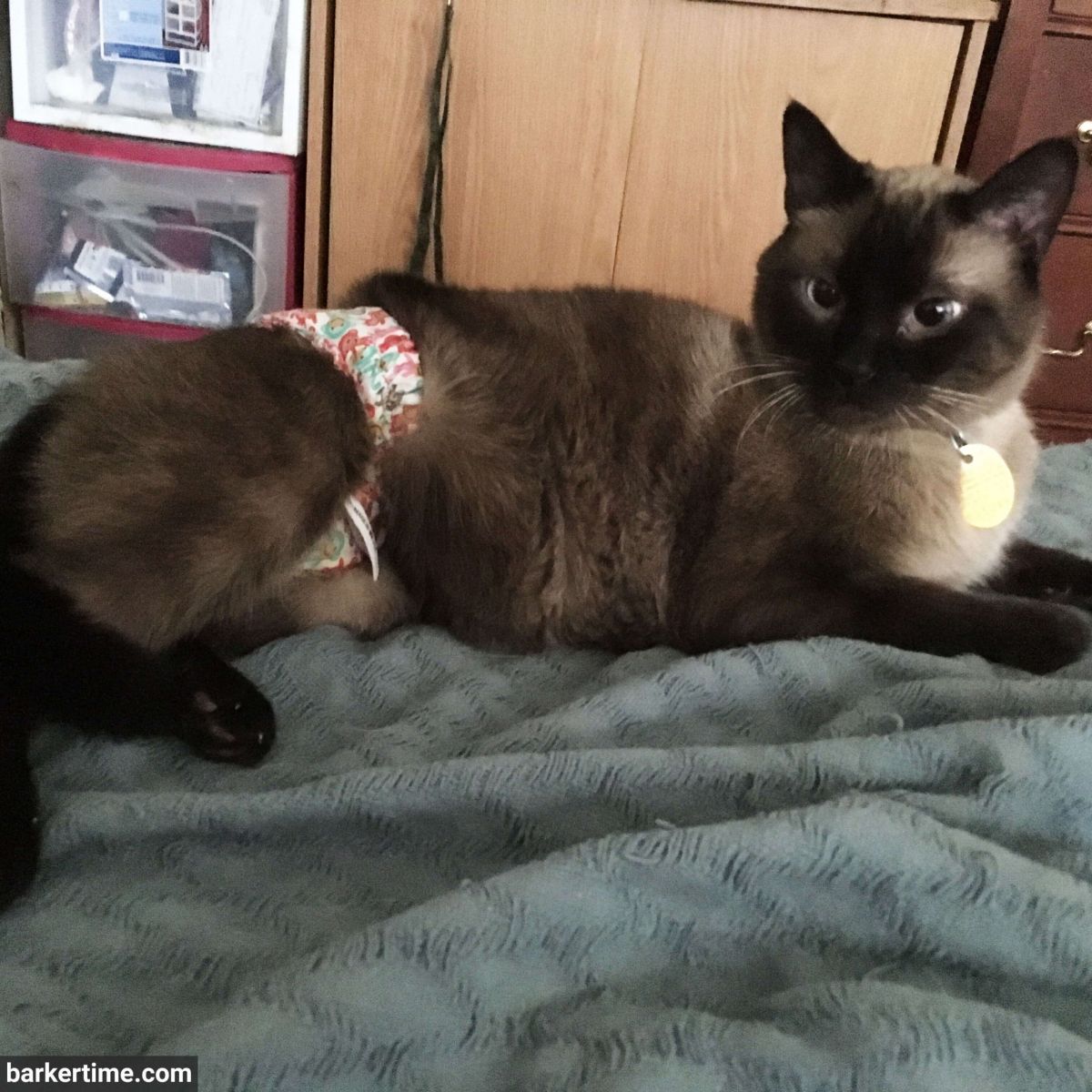 Brown Camo on Brown Premium Waterproof Dog Diaper - Barkertime