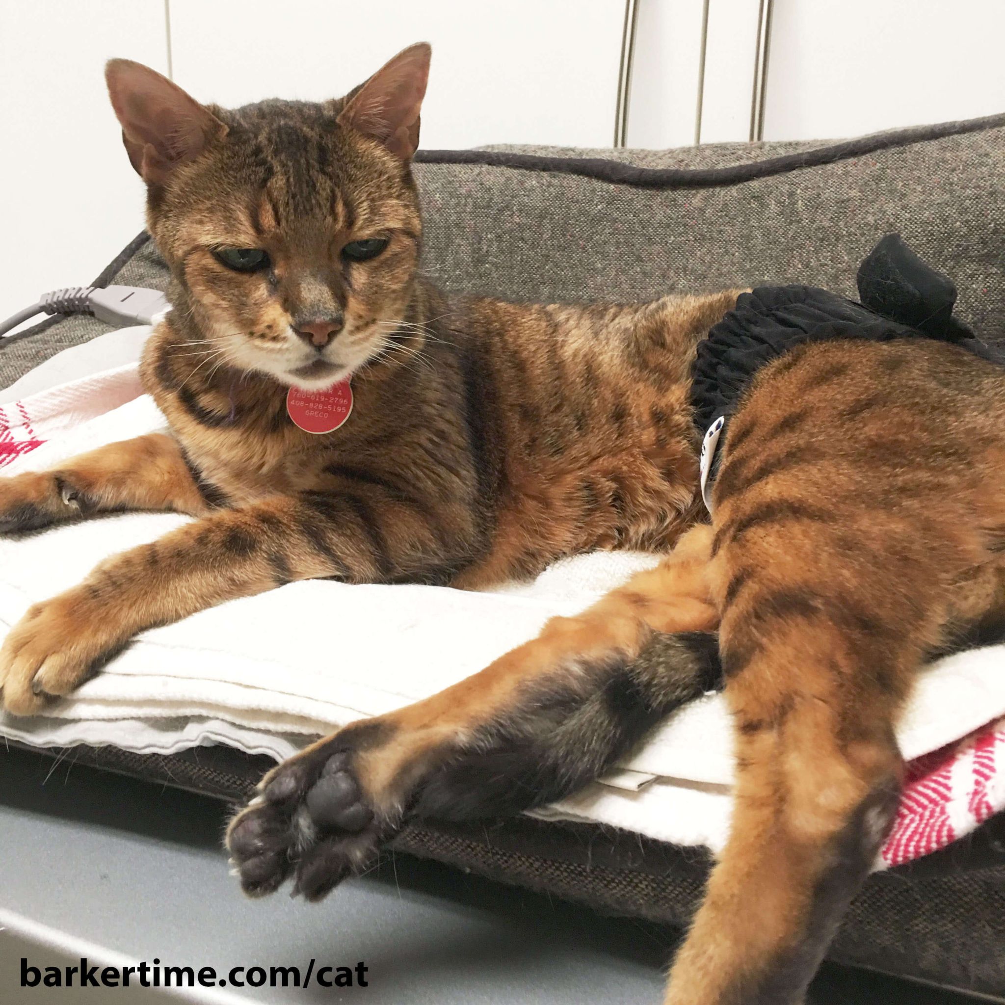 Barkertime Cat Diapers - Made in USA