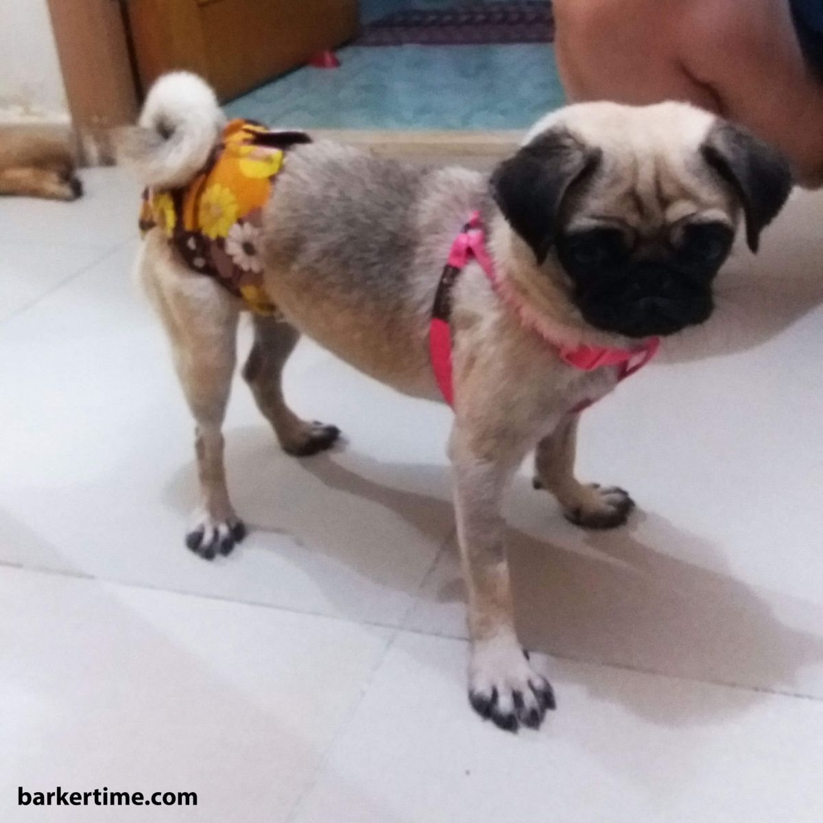 Barkertime American Plaid Premium Waterproof Dog Diaper