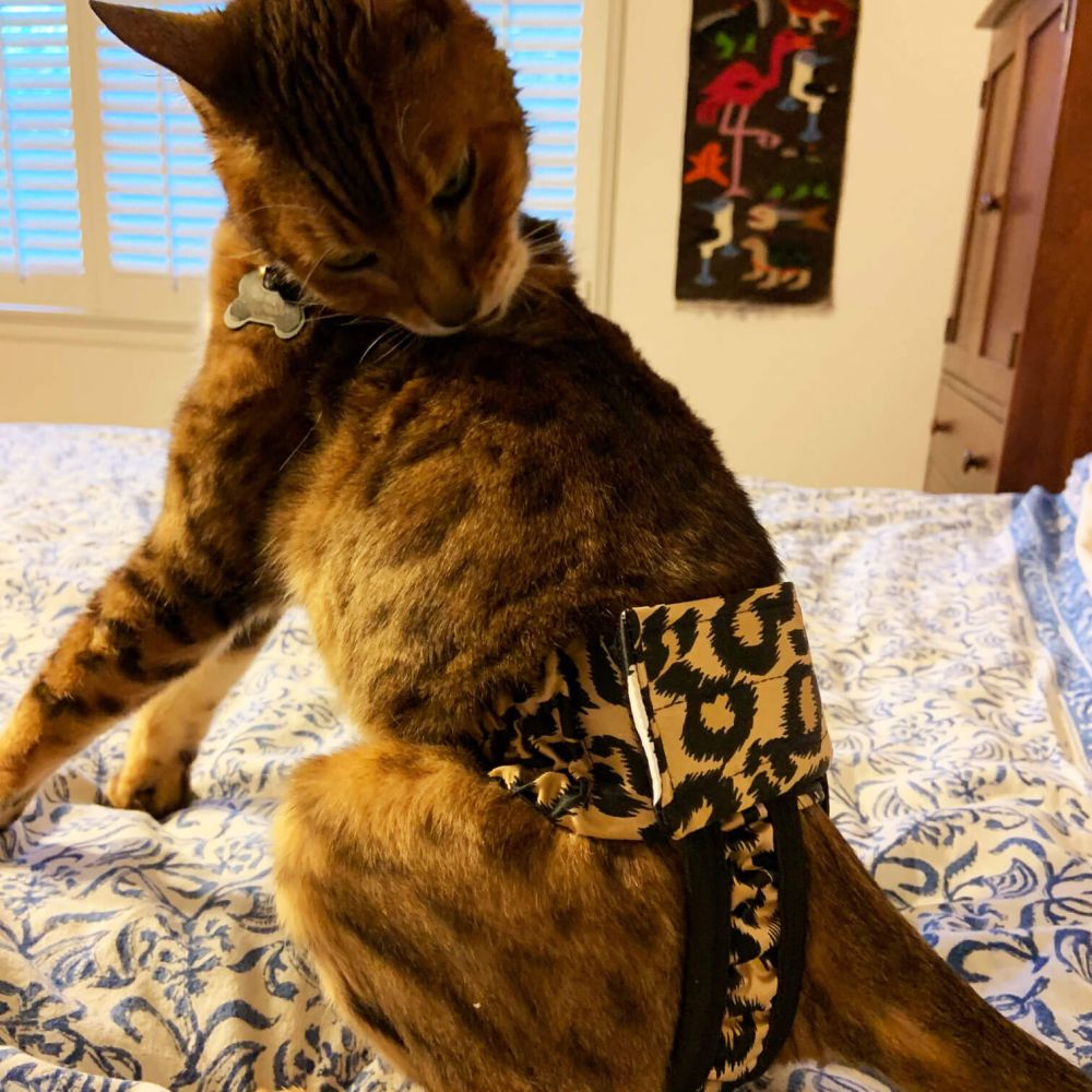 Barkertime Leopard Cat Diaper Pull-up
