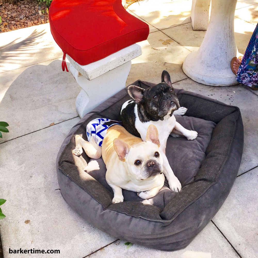 Barkertime Blue Chevron Minky Dog Diaper