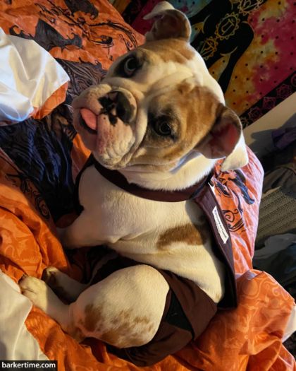 Dog Diapers for English Bulldog - Made in USA - Barkertime