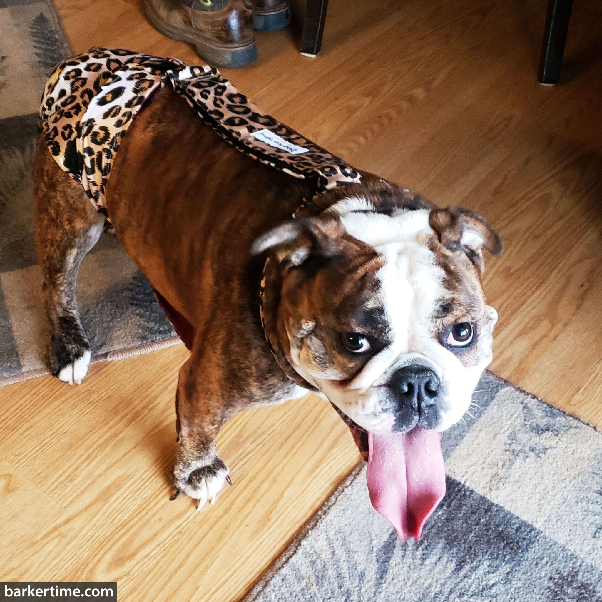 Dog Diapers for English Bulldog - Made in USA - Barkertime