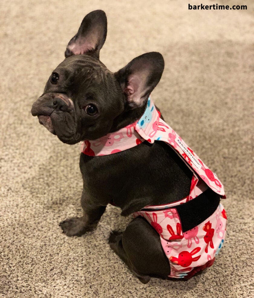 Dog Diapers for French Bulldog - Made in USA - Barkertime
