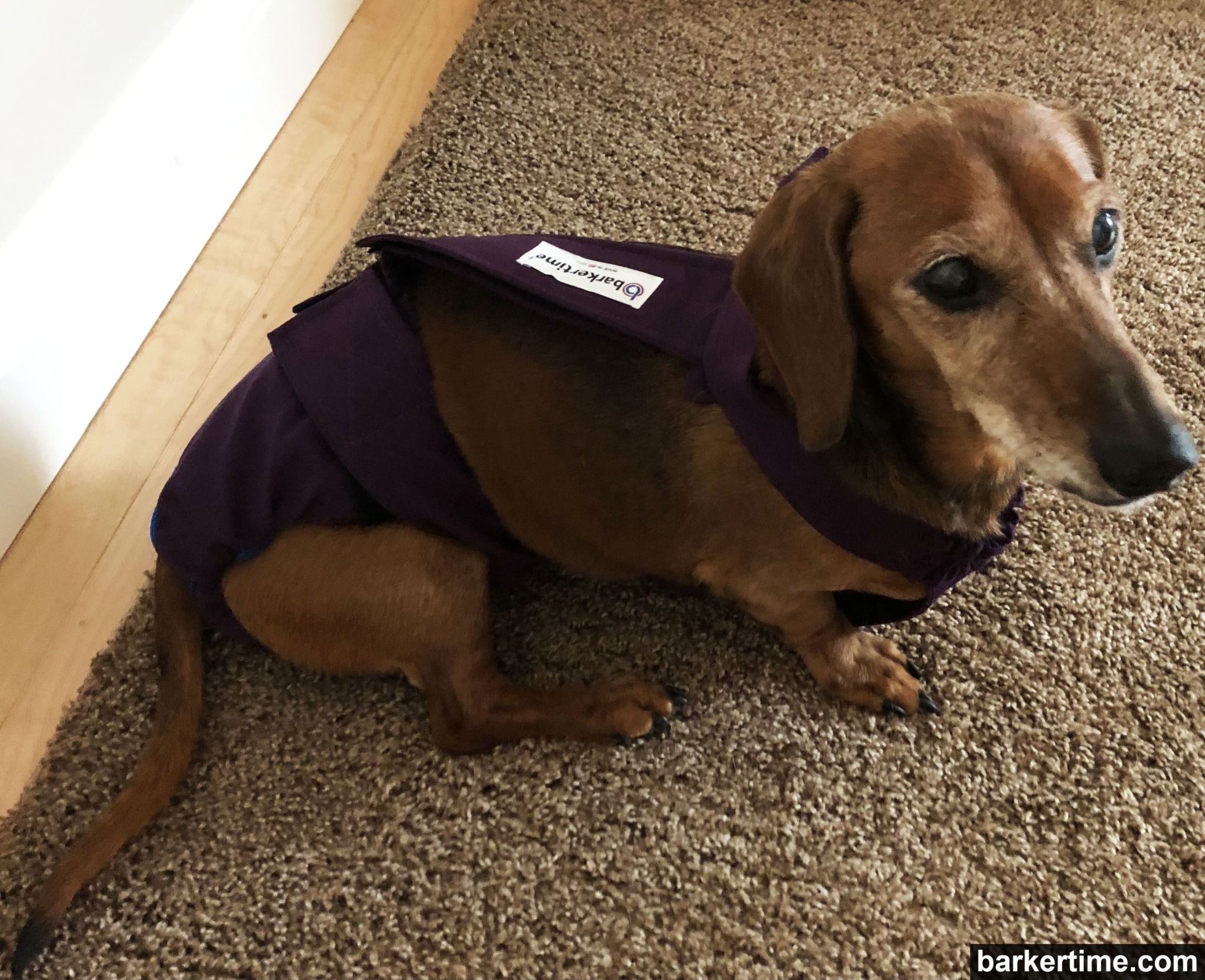 Barkertime Pink and Blue Chevron Minky Premium Dog Belly Band