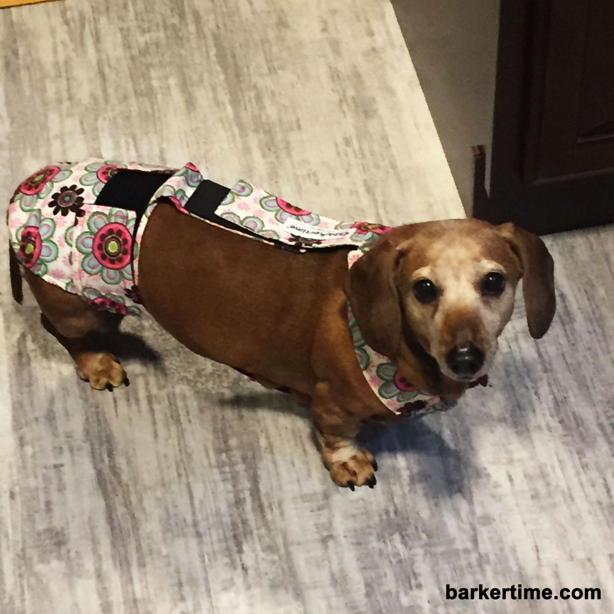Dog Diapers for Dachshunds, Wieners - Made in USA - Barkertime