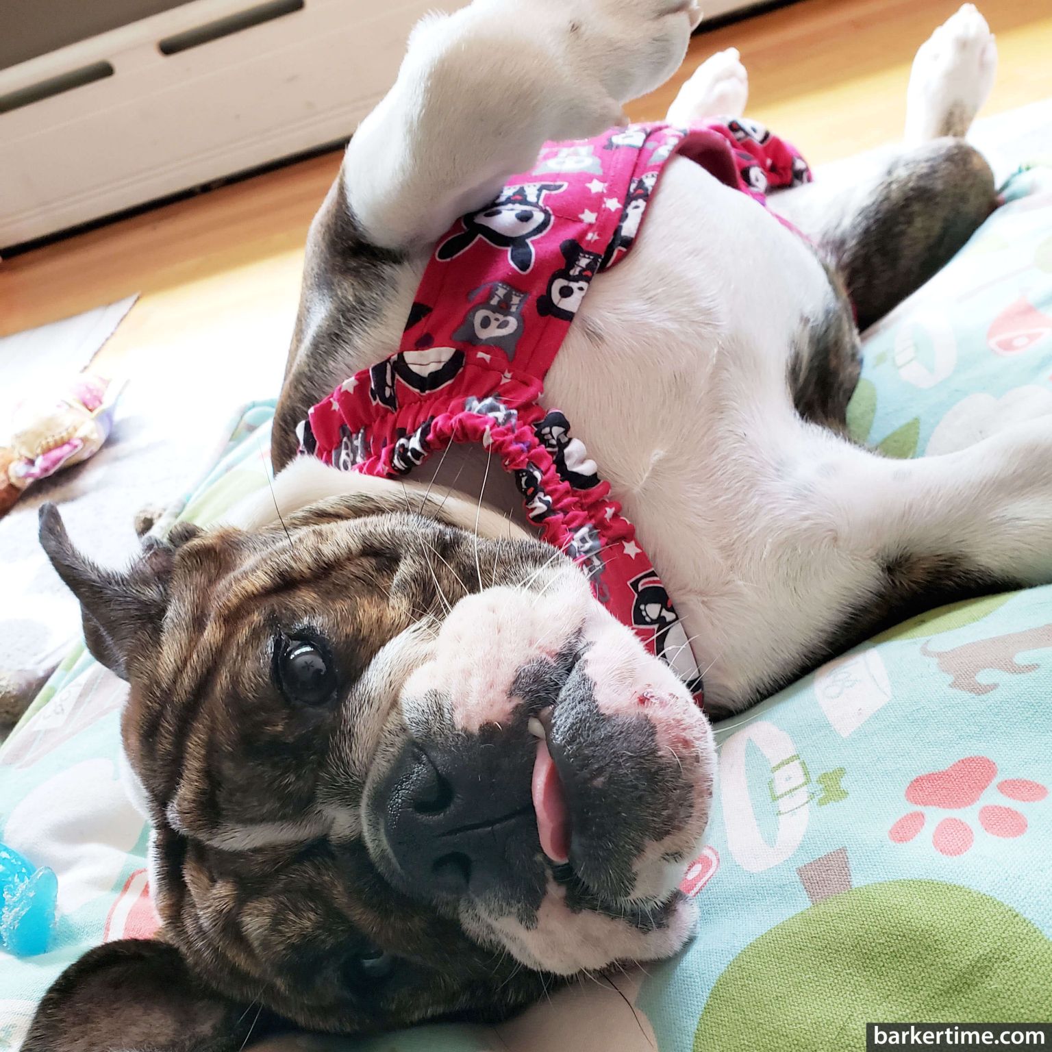 Dog Diapers for English Bulldog - Made in USA - Barkertime