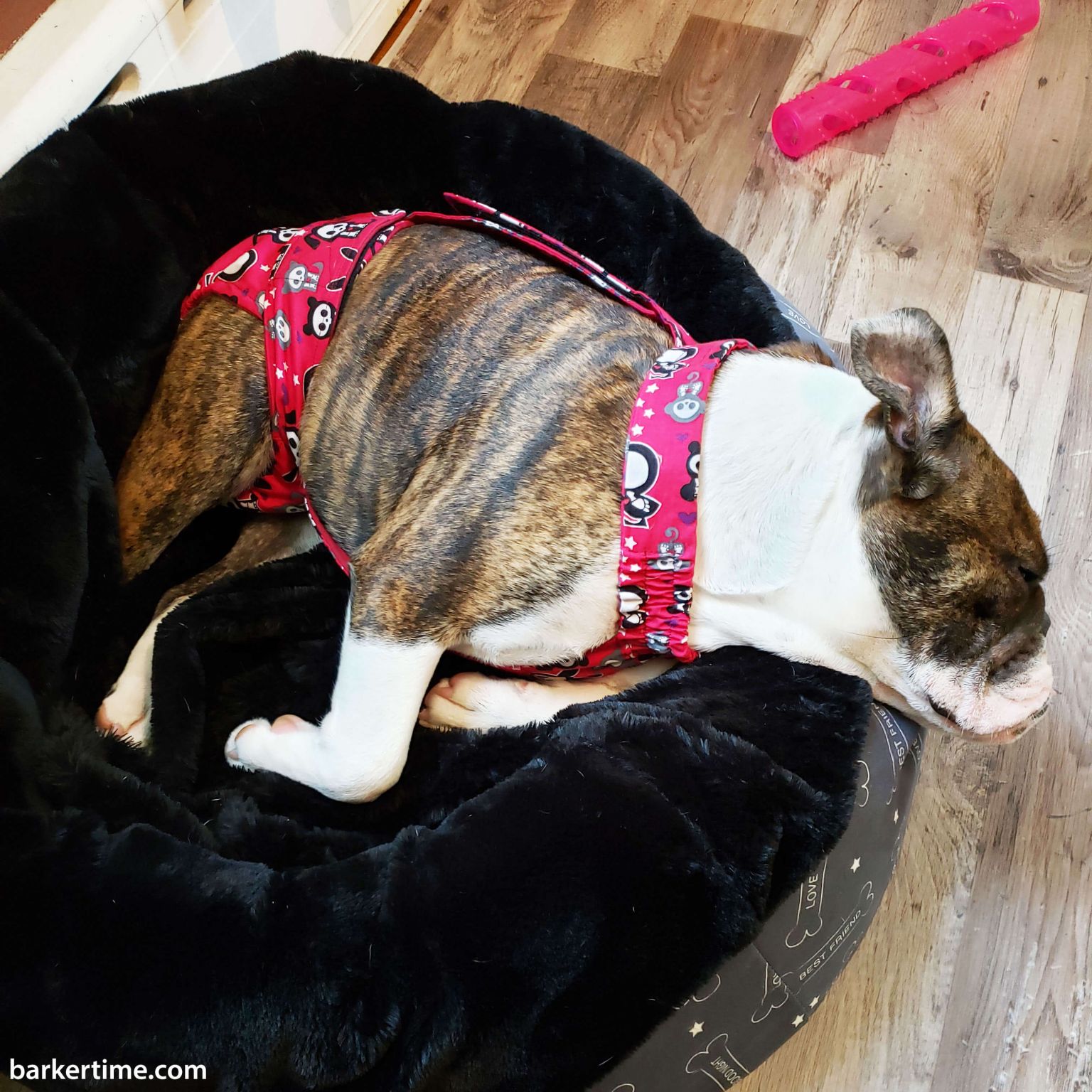 Dog Diapers for English Bulldog - Made in USA - Barkertime