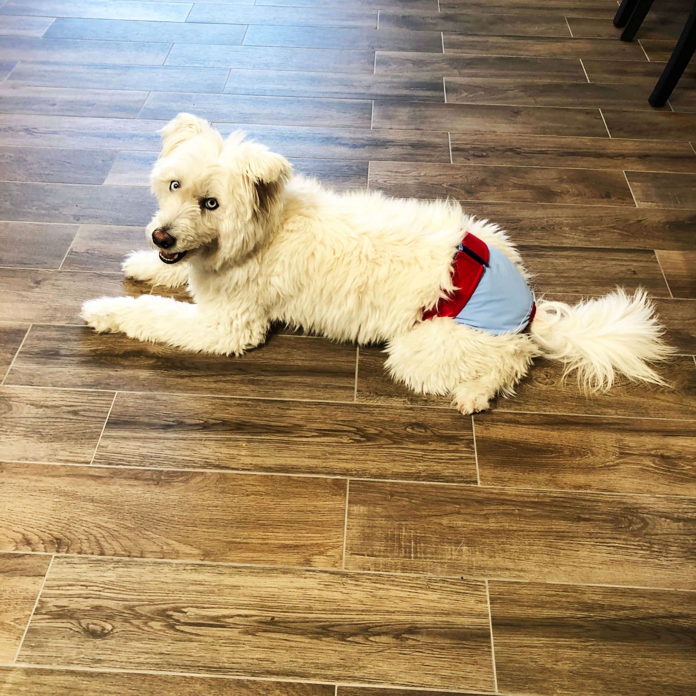 Waterproof Dog Diaper - Made in USA - Barkertime