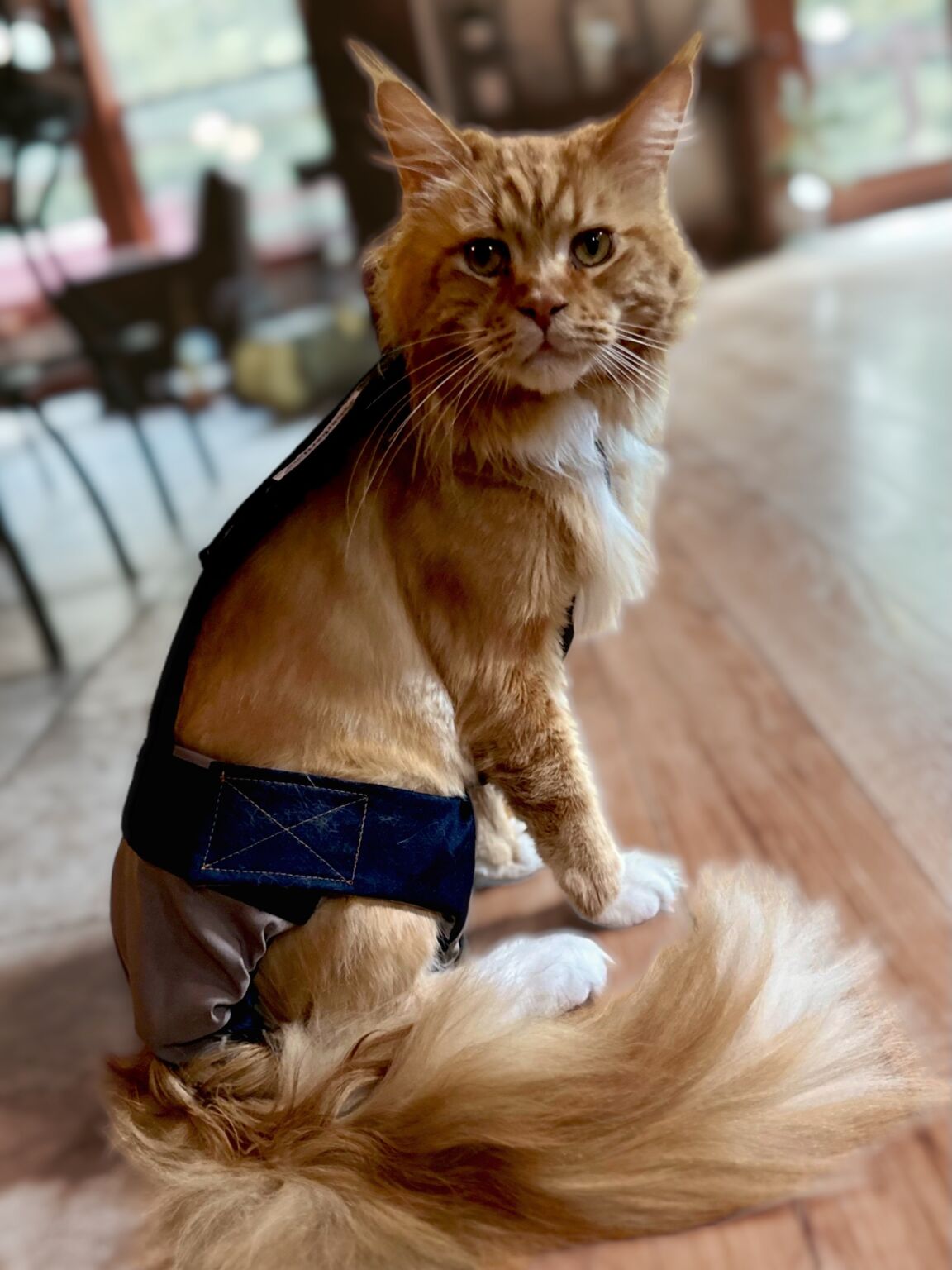 Barkertime Cat Diapers - Made in USA