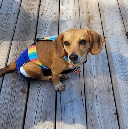Rainbow Stripes Dog Diaper Overall - Barkertime