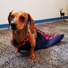 Barkertime Pet Diapers, Incontinence Products - Made in USA