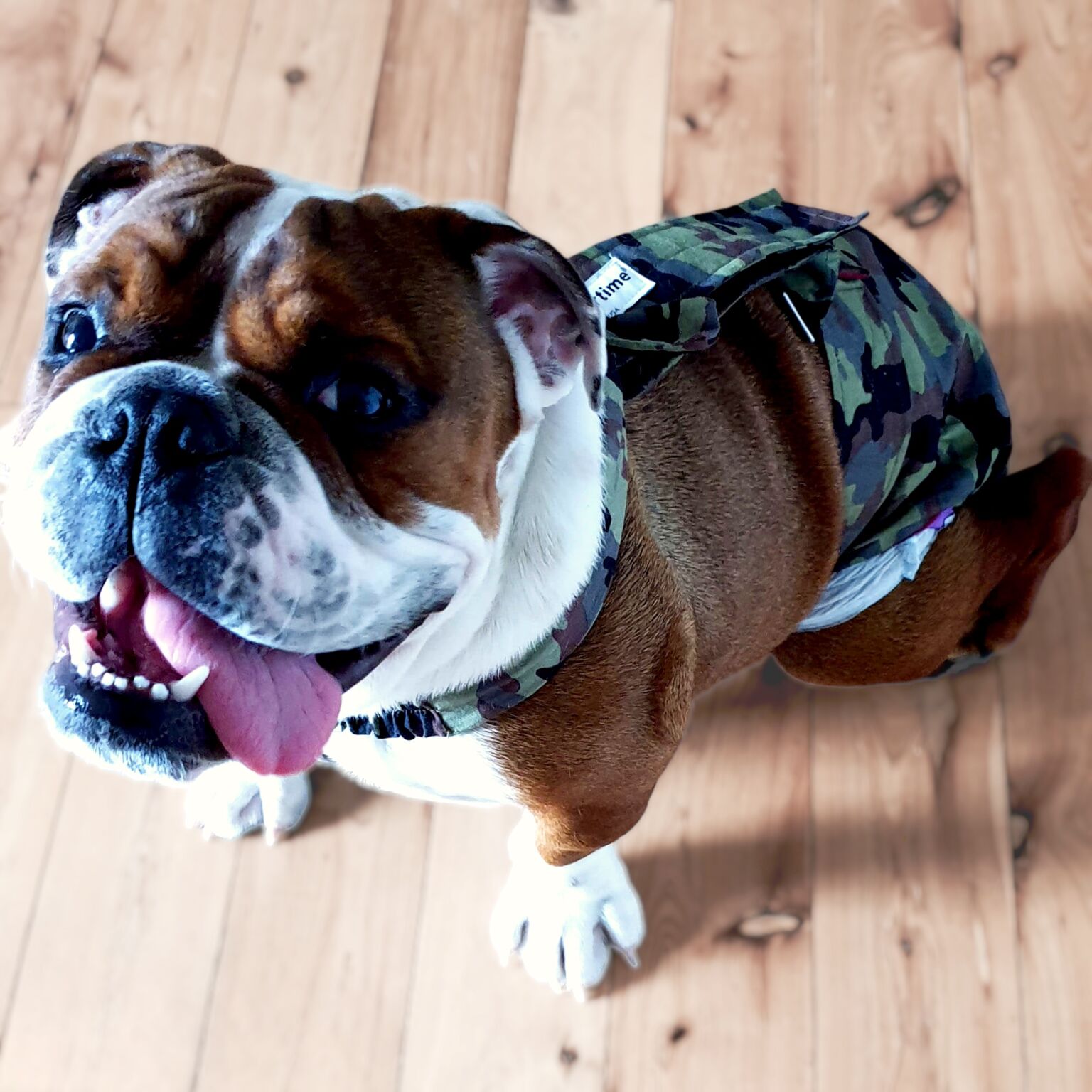 Dog Diapers for English Bulldog - Made in USA - Barkertime