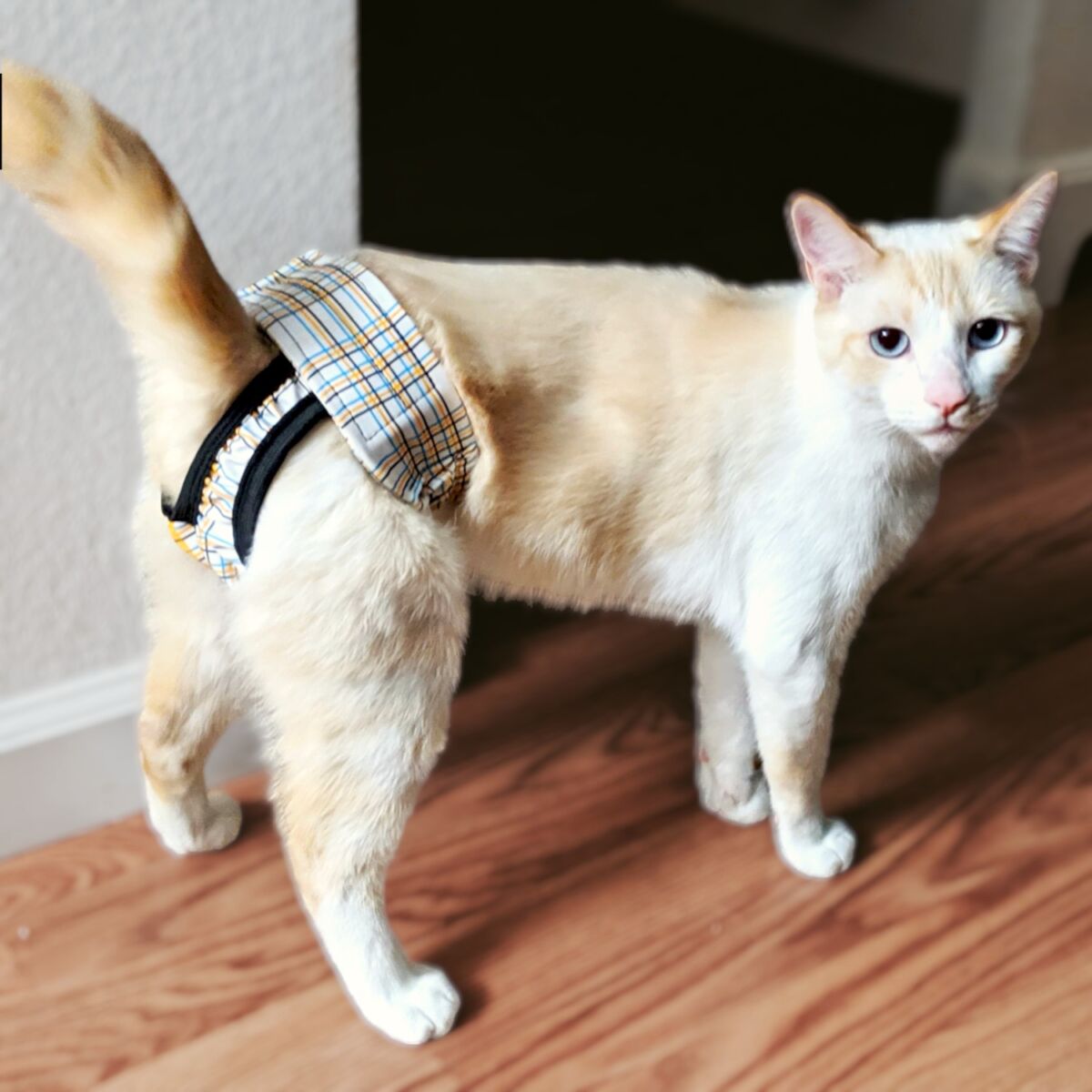 Barkertime Cat Diapers - Made in USA