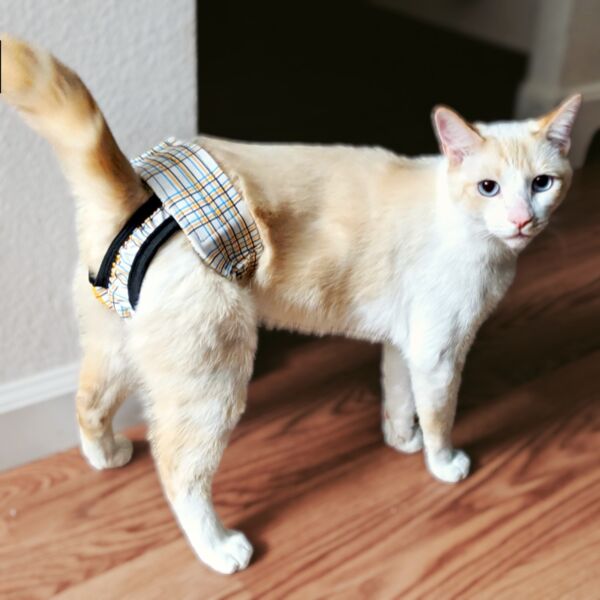 Barkertime Cat Diapers - Made in USA