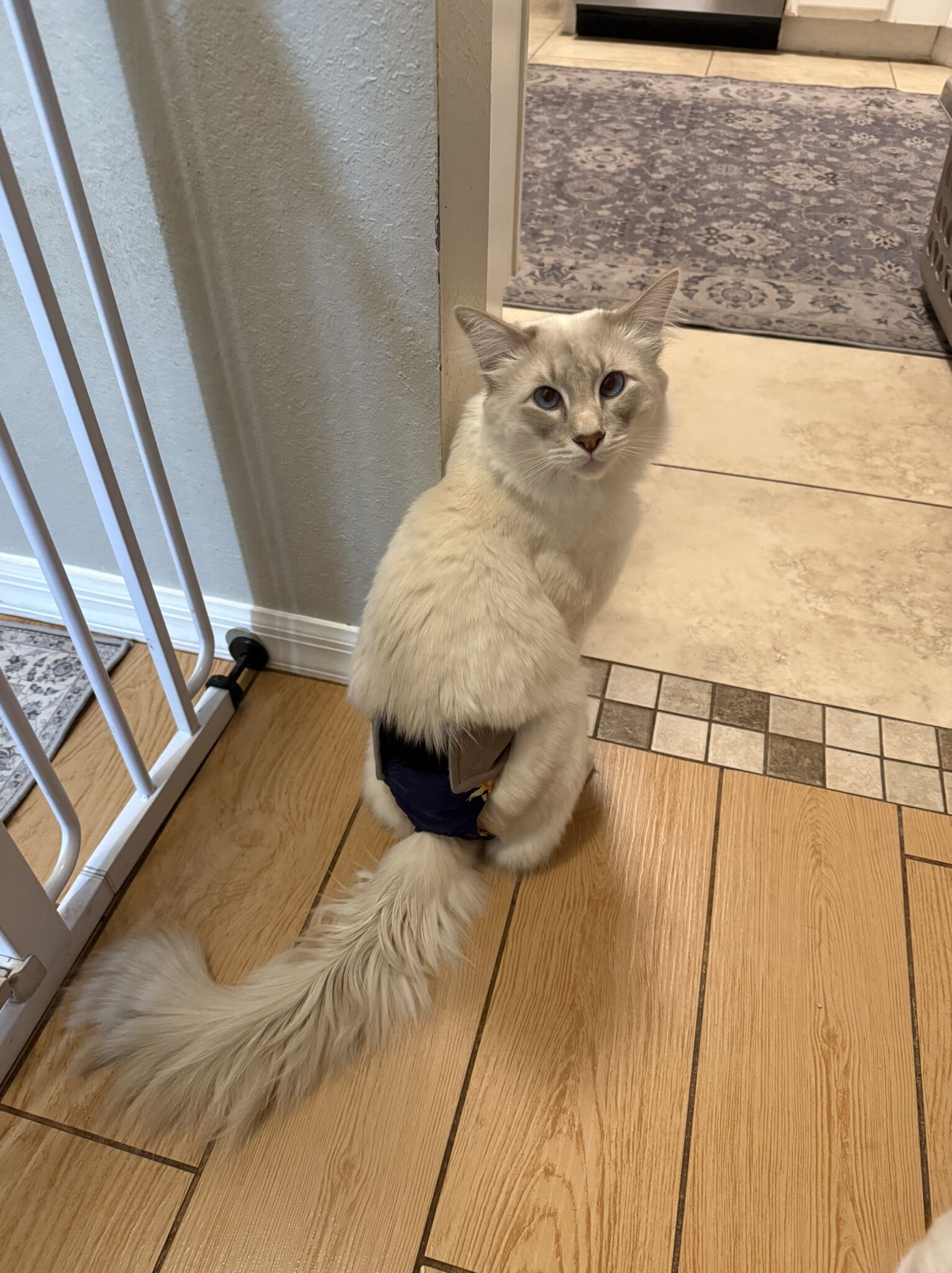 Testimonials and Customer Reviews - Barkertime